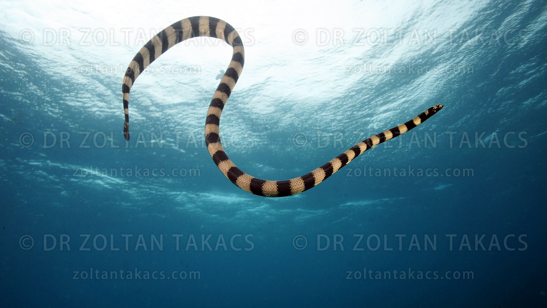 Sea snake in the ocean