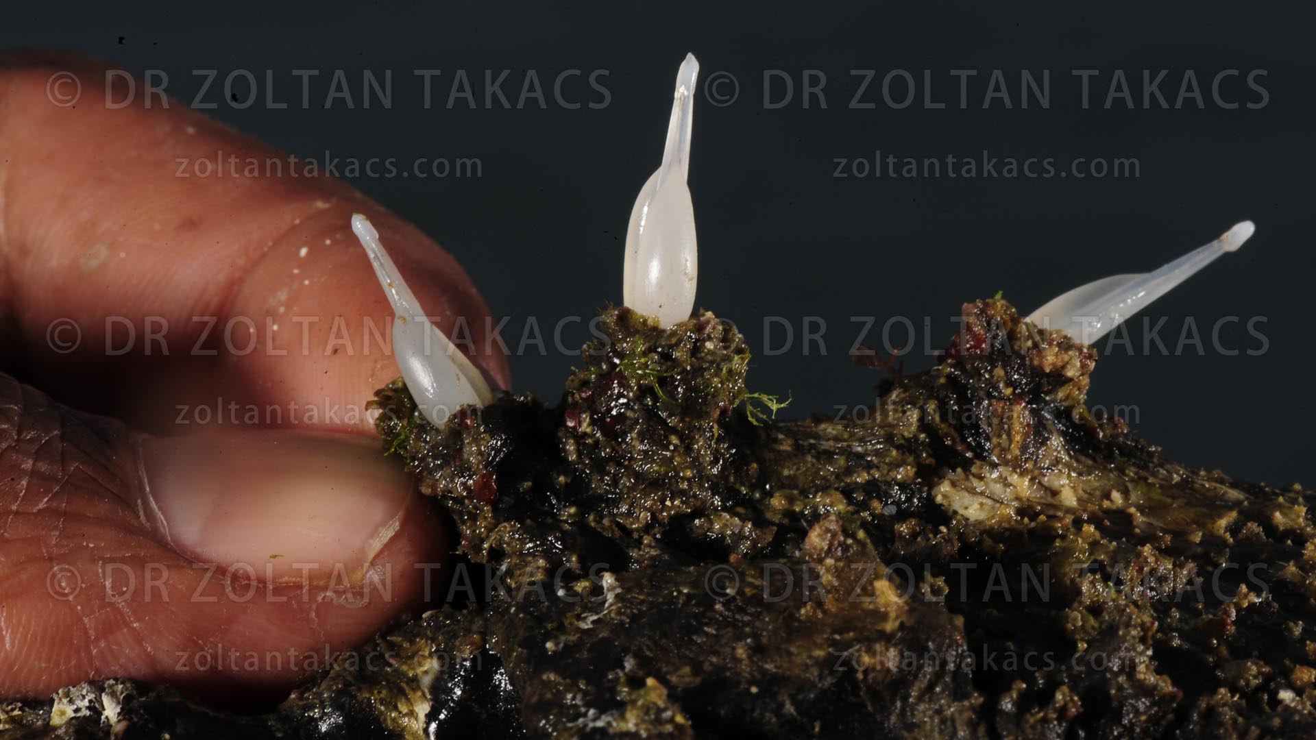 Stonefish is one of the most dangerous venomous fish